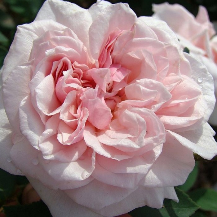 Large 6ft Specimen Climbing Rose - Rose Souvenir de la Malmaison