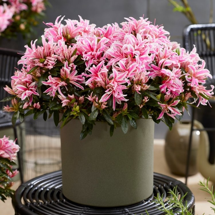Azalea japonica 'Pink Spider' - Evergreen Azalea