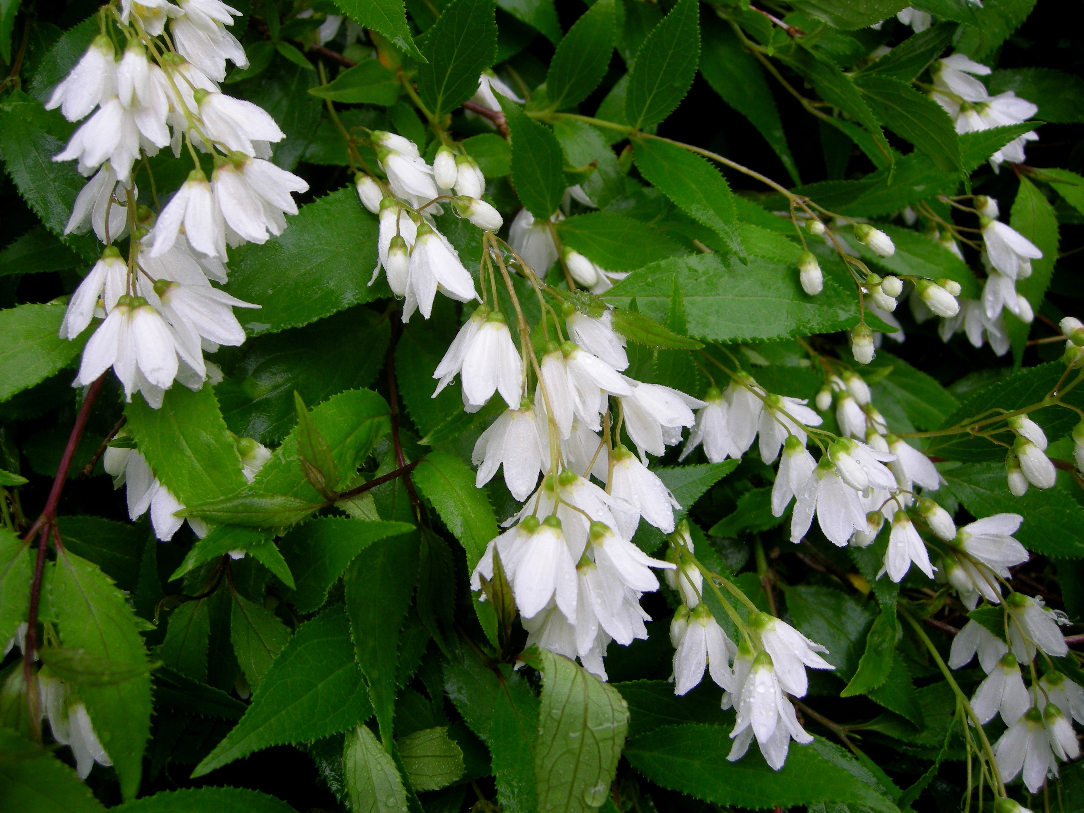 Deutzia gracilis Nikko - White Deutzia