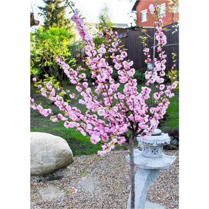Large 5-6ft - Prunus triloba - Double Flowering Cherry-Almond TREE