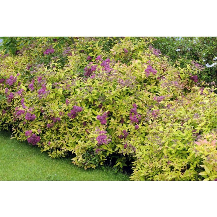 Spirea Golden Princess - Gold Foliage Spiraea