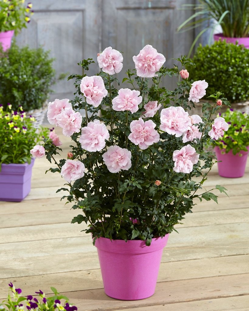 Hibiscus Syriacus Pink Chiffon Double Flowered Tree Hollyhock