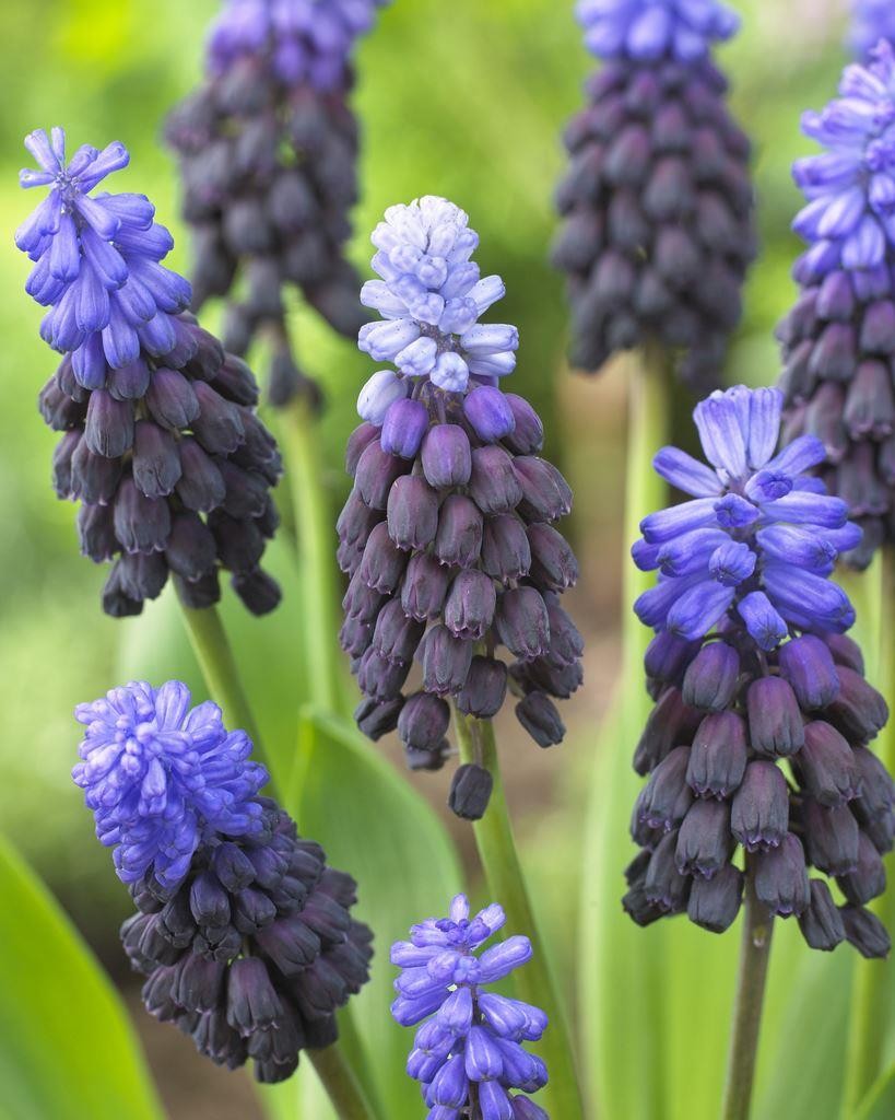 Muscari latifolium - Two-Tone Grape Hyacinths