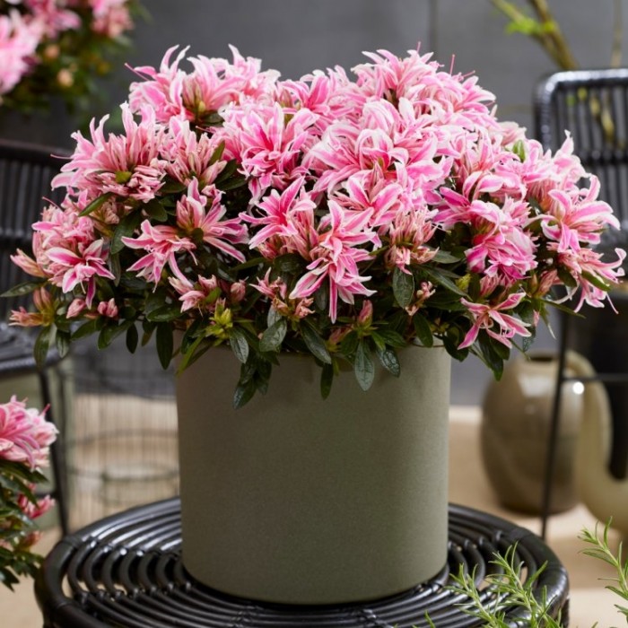 Azalea japonica 'Pink Spider' - Evergreen Azalea