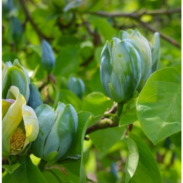 Magnolia acuminata Blue Baby - 60-80cm Plant