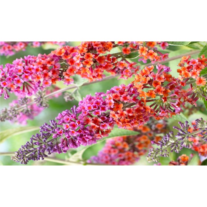 LARGE Buddleia Flower Power - Amazing Bicolour Flowered Butterfly Bush ...