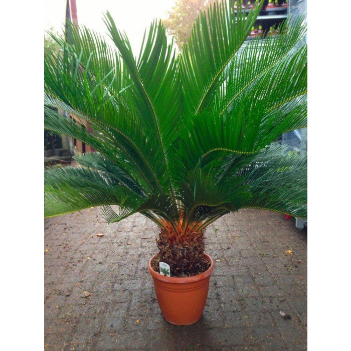 HUGE GIANT Cycad - Cycad revoluta - EXTRA LARGE Specimen King Sago Palm ...