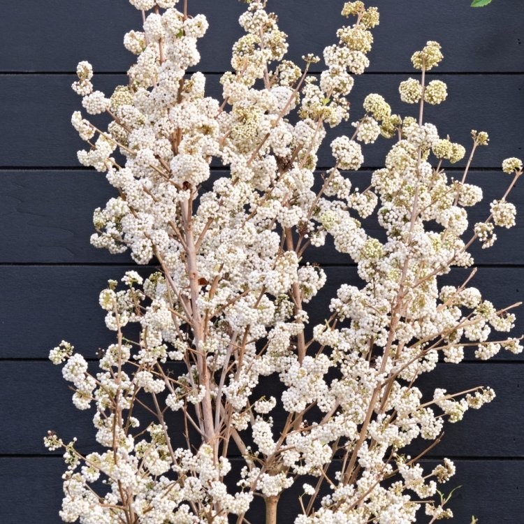 Callicarpa bodinieri Snow Queen - White Beauty Berry