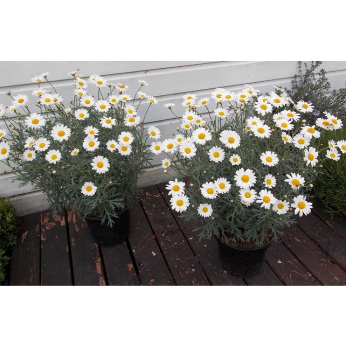Giant Flowered Marguerite Daisy Bushes - Argyranthemum frutescens ...