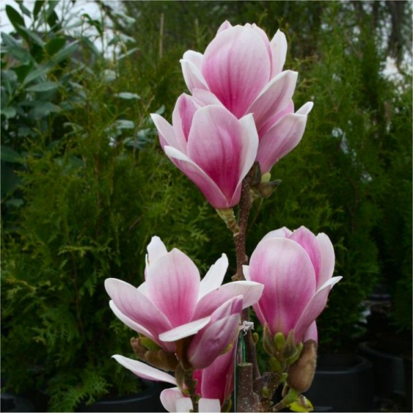 Page 2 | Buy Magnolia plants online | Magnolia trees for sale UK