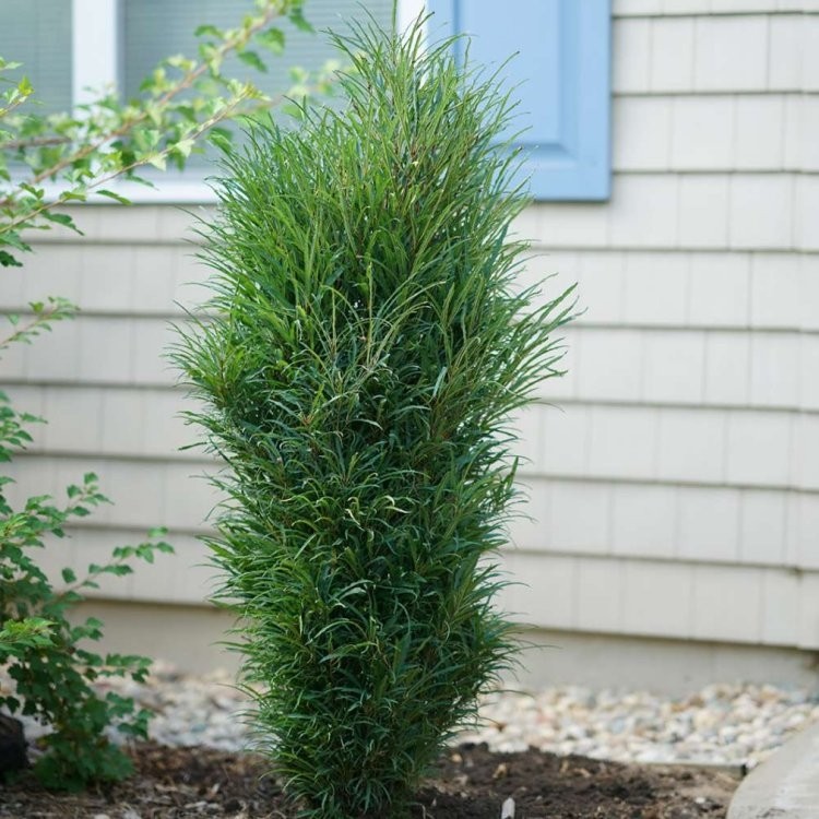 Frangula Alnus Fine Line