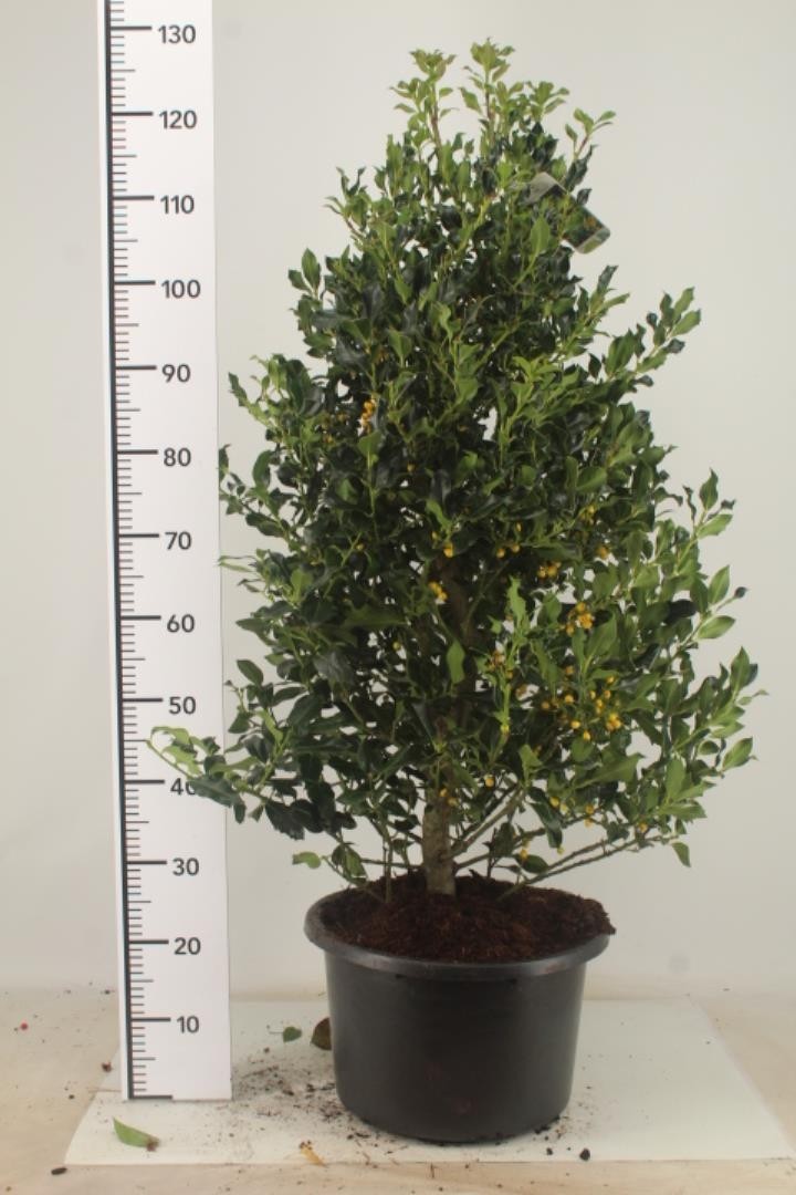 Rare Yellow Berry Holly Trees - Ilex aquifolium Bacciflava - Covered in ...