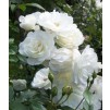 Rose Climbing Iceburg - Climbing Rose