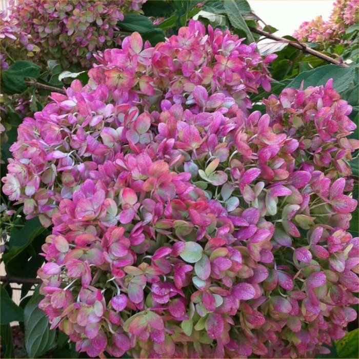 Hydrangea paniculata Limelight - EXTRA LARGE Flowering Plant