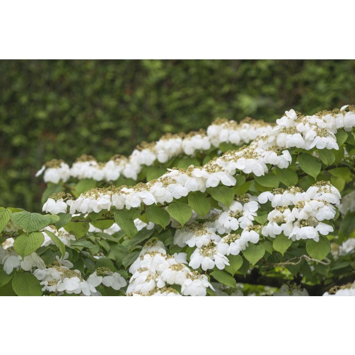 Viburnum plicatum Watanabe - Japanese Snow Bush
