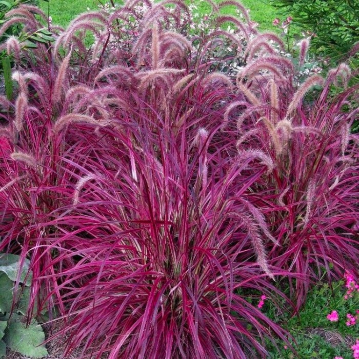 Pennisetum setaceum 'Fireworks' - Multi-colour Fountain Grass