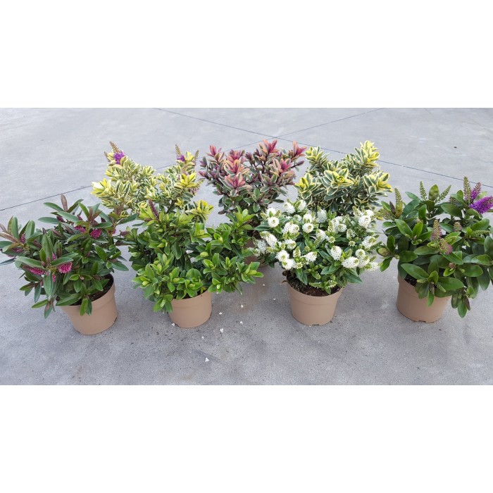 Hebes Collection - Selection of SIX Outstanding Hardy Evergreen Hebe Plants