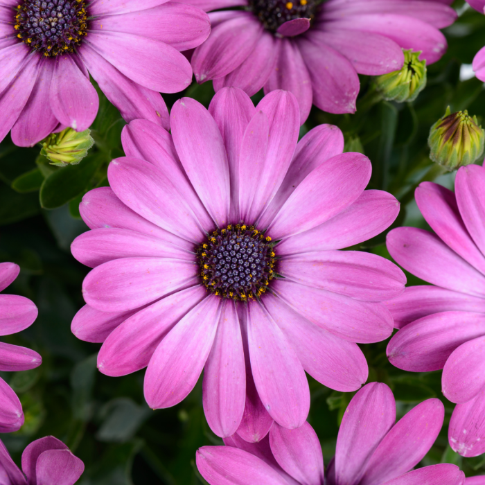 Pink Basket & Patio Collection - Pack of SIX Potted Plants