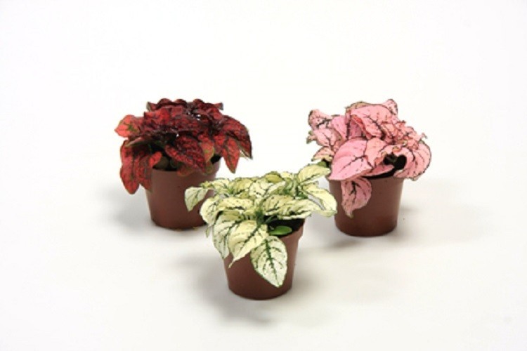 Hypoestes mix - Pack of THREE Polka Dot Plants