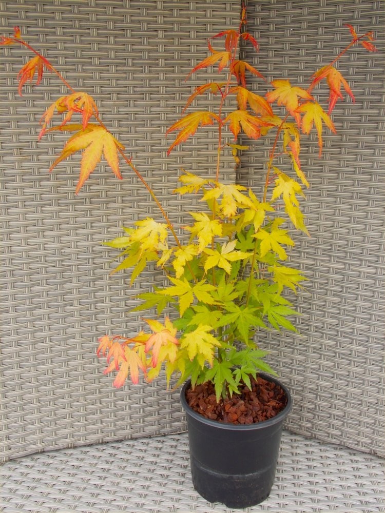 Acer palmatum Orange Dream - Special Japanese Maple