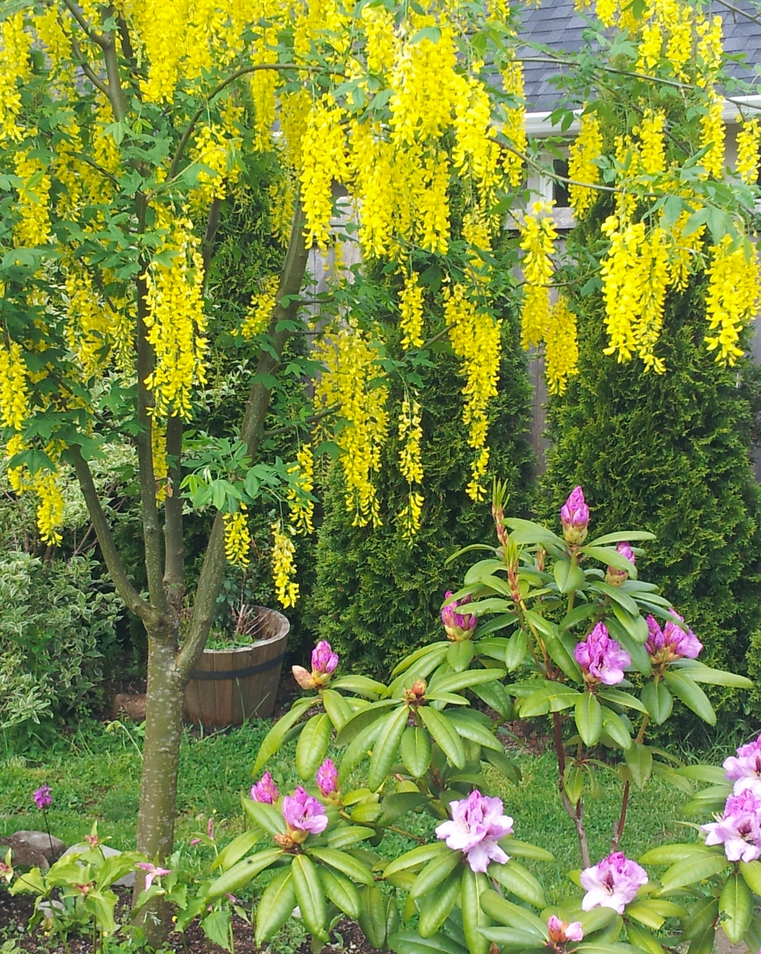 Laburnum x watereri 'Vossii' - Voss' laburnum - 120cm Heavy Grade ...