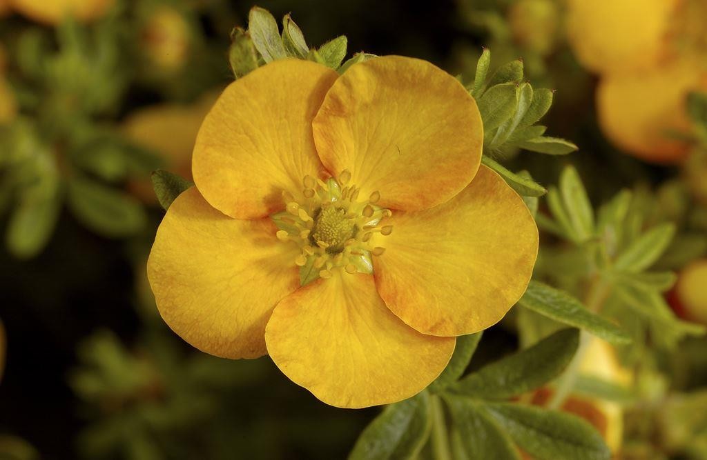 Potentilla fruticosa 'Tangerine' - Shrubby Cinquefoil