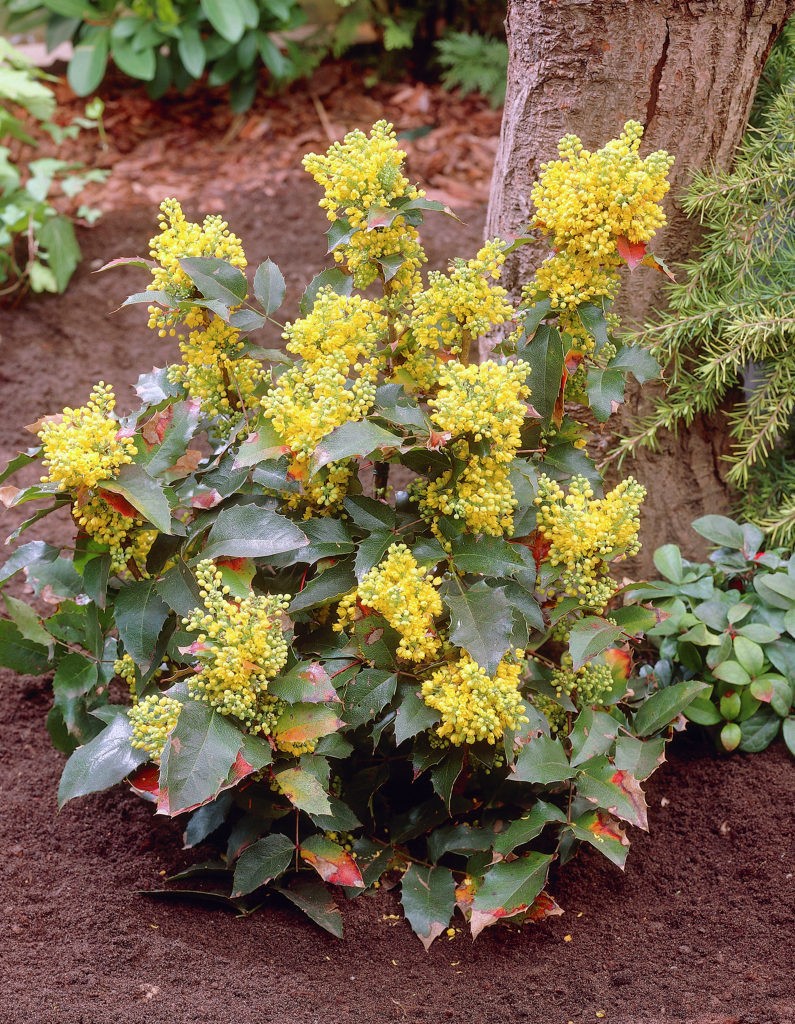 Mahonia aquifolium Apollo