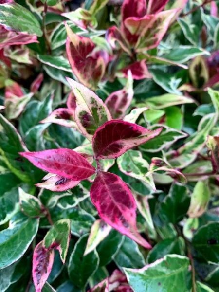 Leucothoe walteri Firestar - New Variegated Gold and Red Evergreen