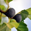 Fig - Ficus carica Sultane
