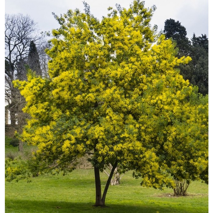 Acacia dealbata 'Gaulois Astier' - Mimosa Tree - 70-100cms