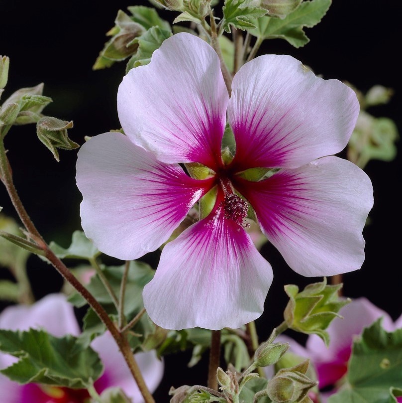 Lavatera maritima - Tree Mallow