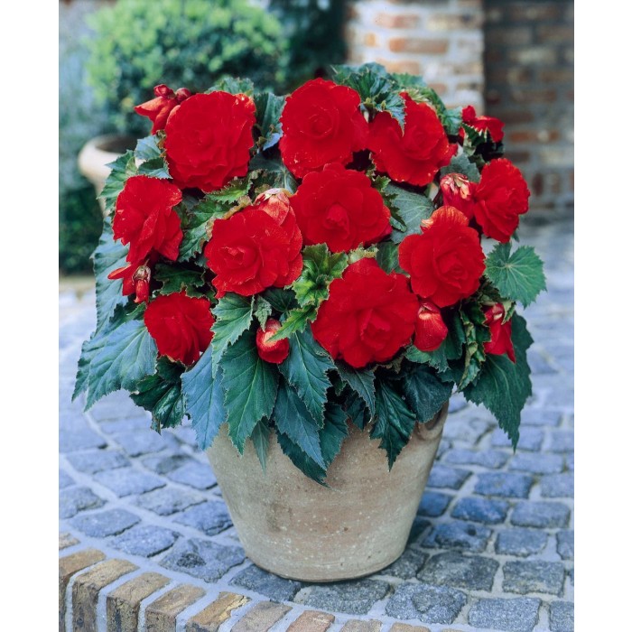 Begonia Double Red