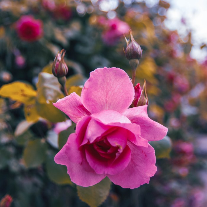 Large 5-6ft Specimen - Climbing Rose Bantry Bay