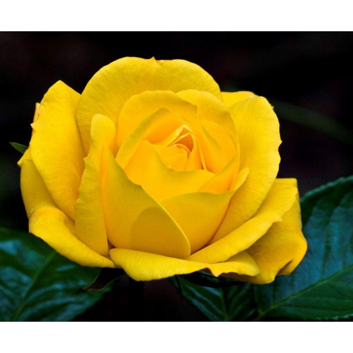 Rose Climbing Arthur Bell - Climbing Rose