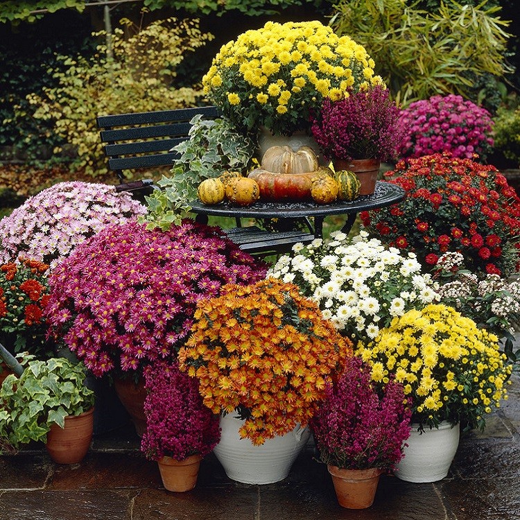 Colourful GIANT Garden Mum Balls - Chrysanthemums - Assorted Colours ...