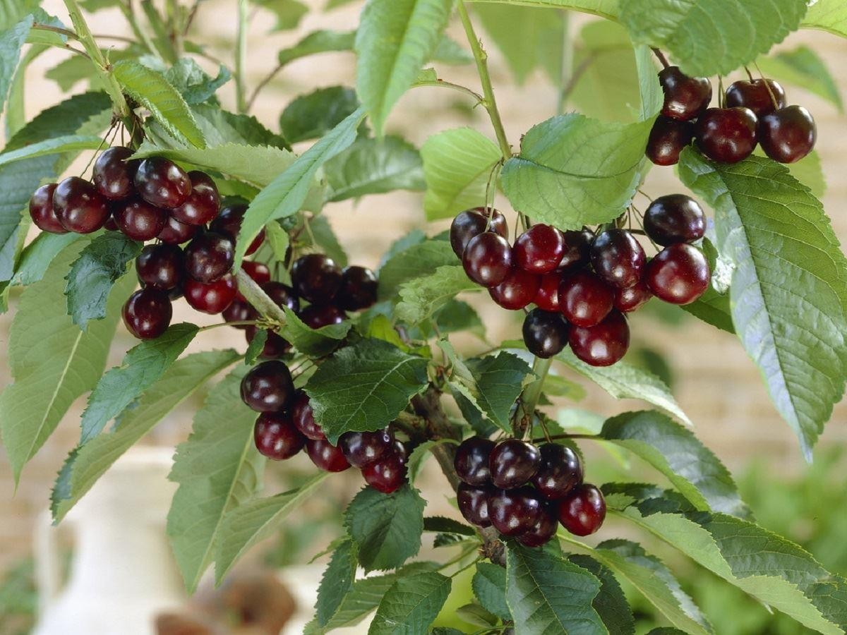 Patio Fruit Tree - Cherry - Prunus avium Regina