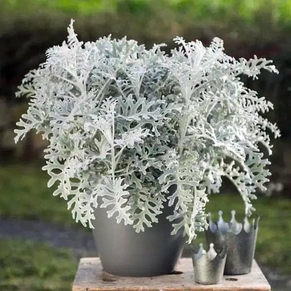 Silver Leaf Dusty Miller Plant - Senecio cineraria 'Silver Dust' - Pack ...