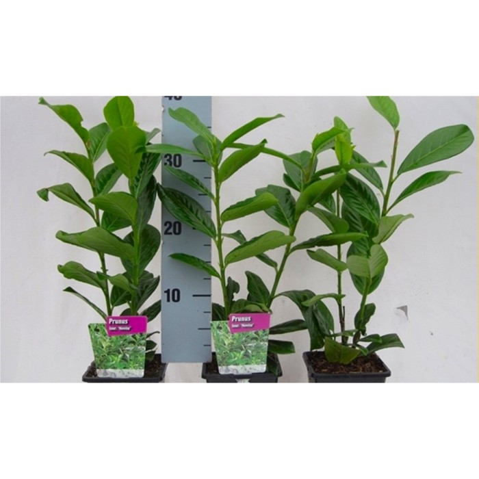 Pack of 10 Cherry Laurel Hedging - Prunus laurocerasus Rotundifolia ...
