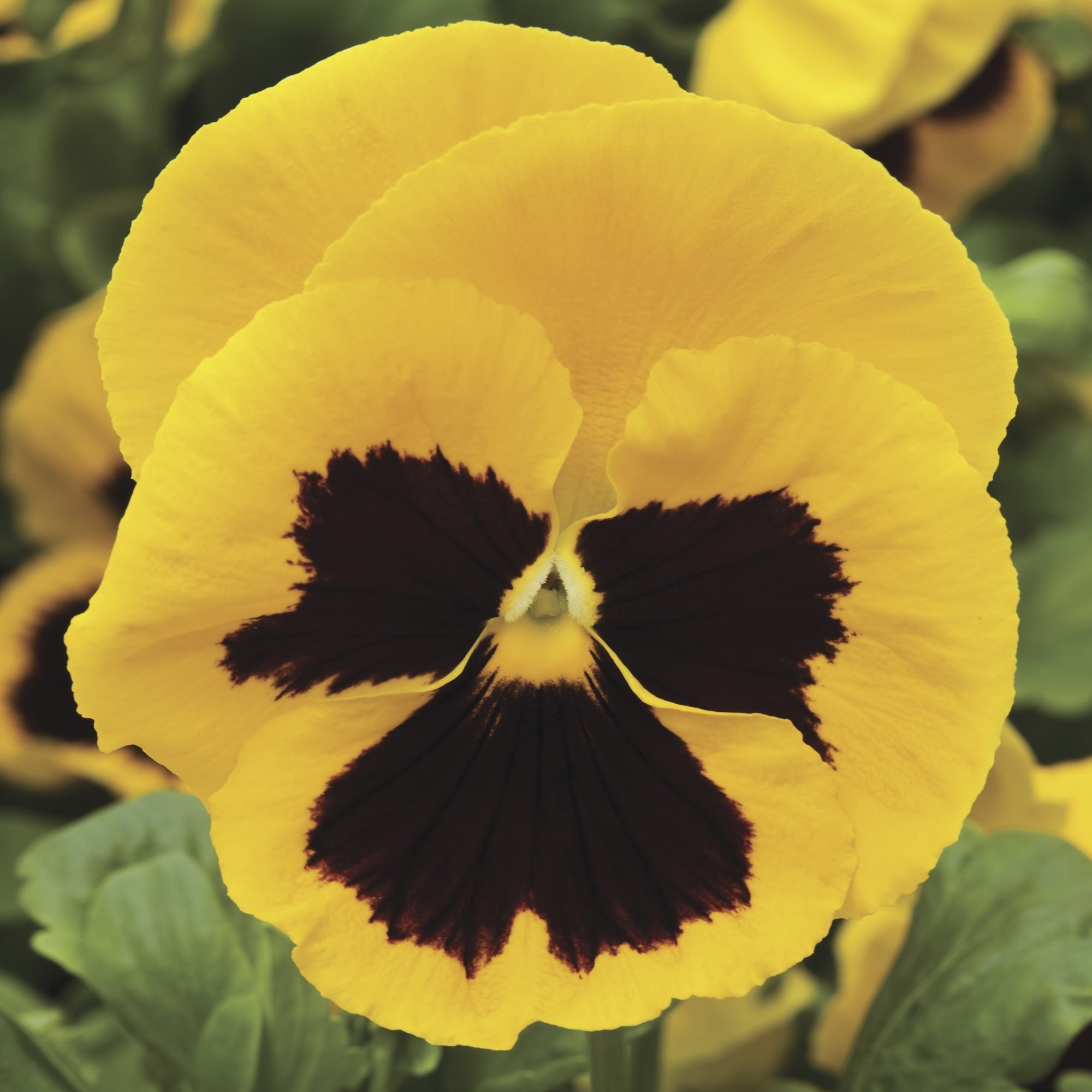 Pansy Colossus Yellow Blotch - Pack of SIX Giant Flowered Pansy Plants