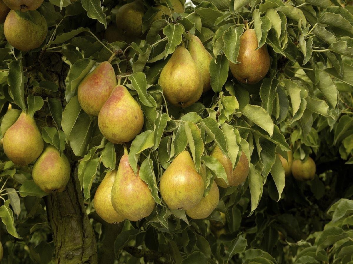 PEAR TREE - Multi-Variety Fruit Tree - PEAR - 5 varieties on one Tree!