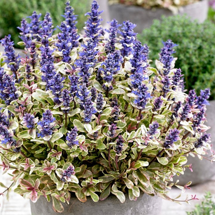 Ajuga tenorii Princess Nadia