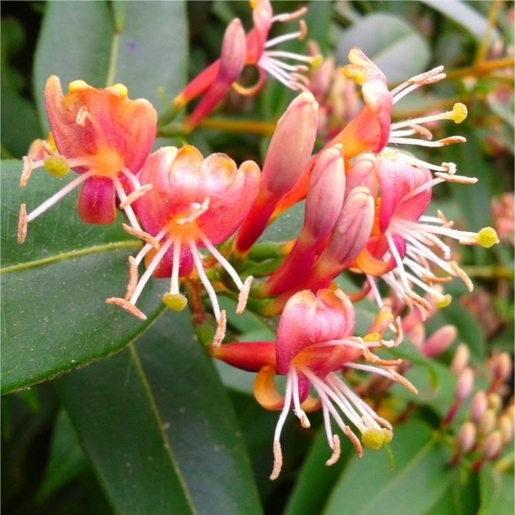 Honeysuckle - Large 4-5ft Specimen Plant - Lonicera henryi - Evergreen ...