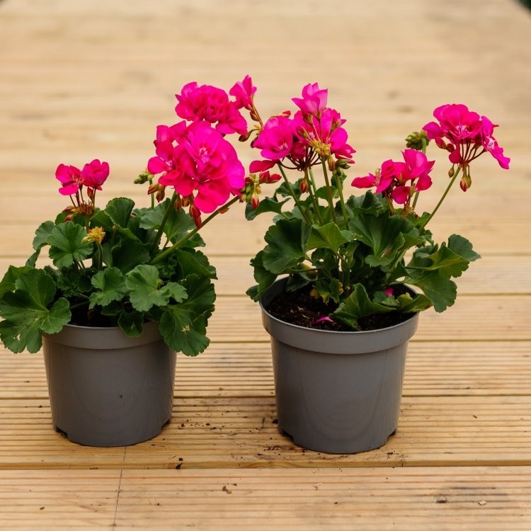 Geranium Toscana Bright Hot Pink