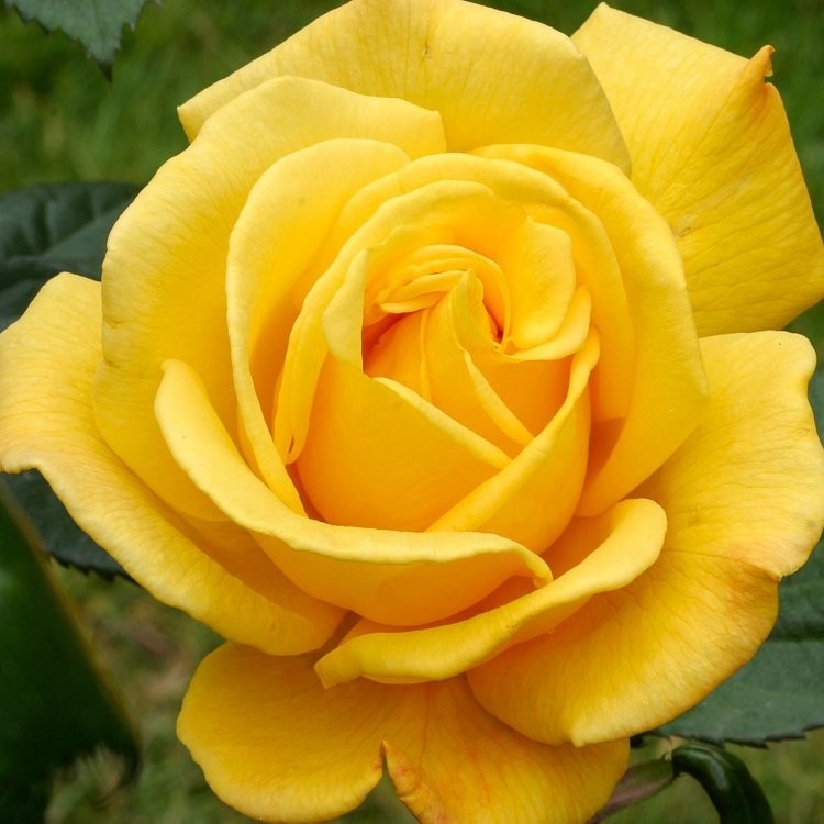Large Golden Yellow Standard Rose Tree 'Landora' - circa 150cms tall