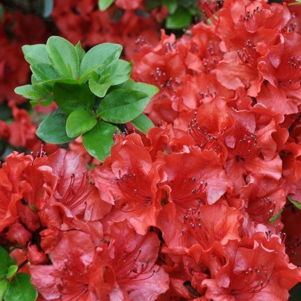 Azalea japonica 'Blue Danube' - Evergreen Japanese Azalea - Pack of ...