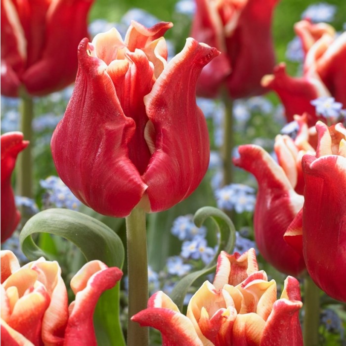 Tulip Elegant Crown - Pack of 5 Bulbs