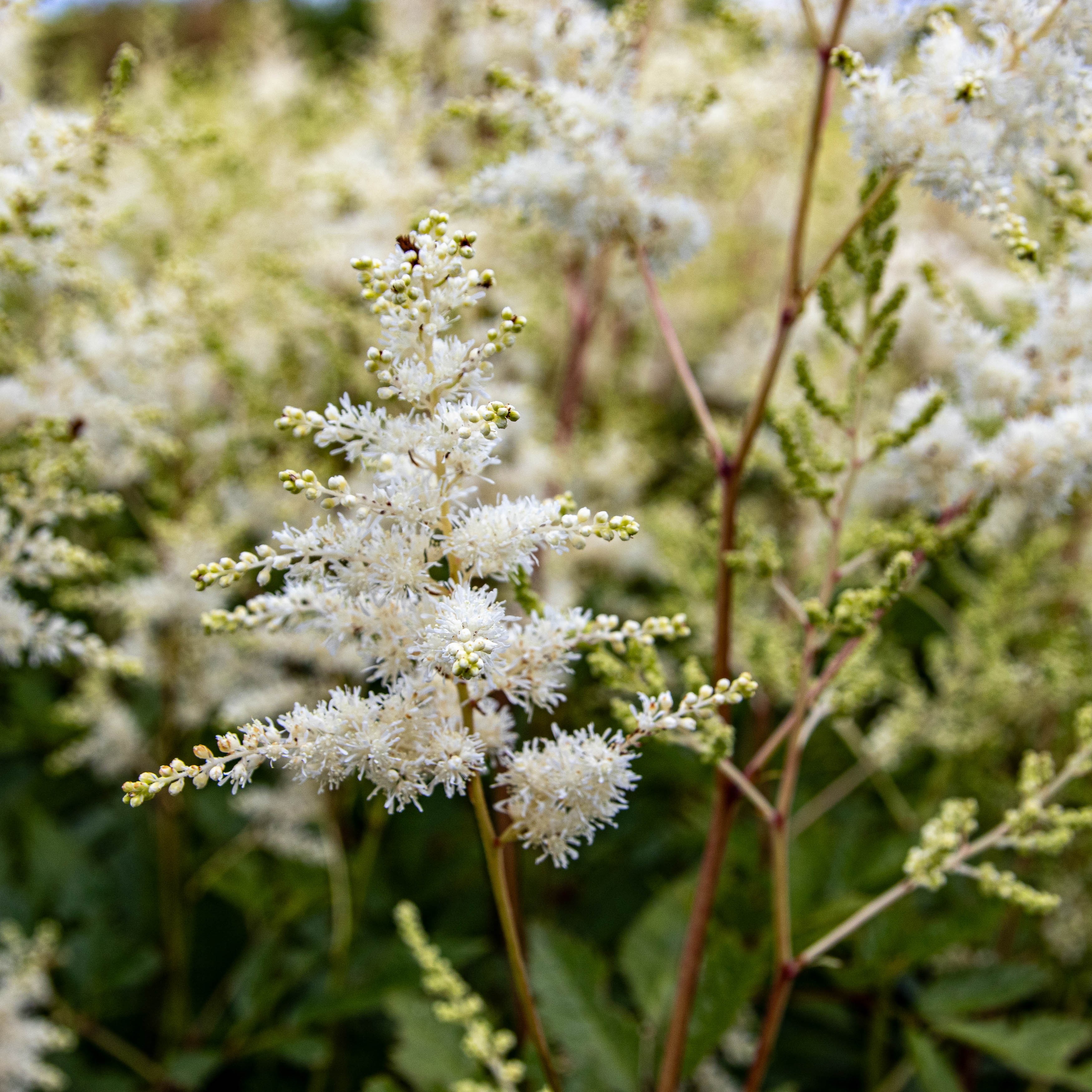 Astilbe Snowdrift
