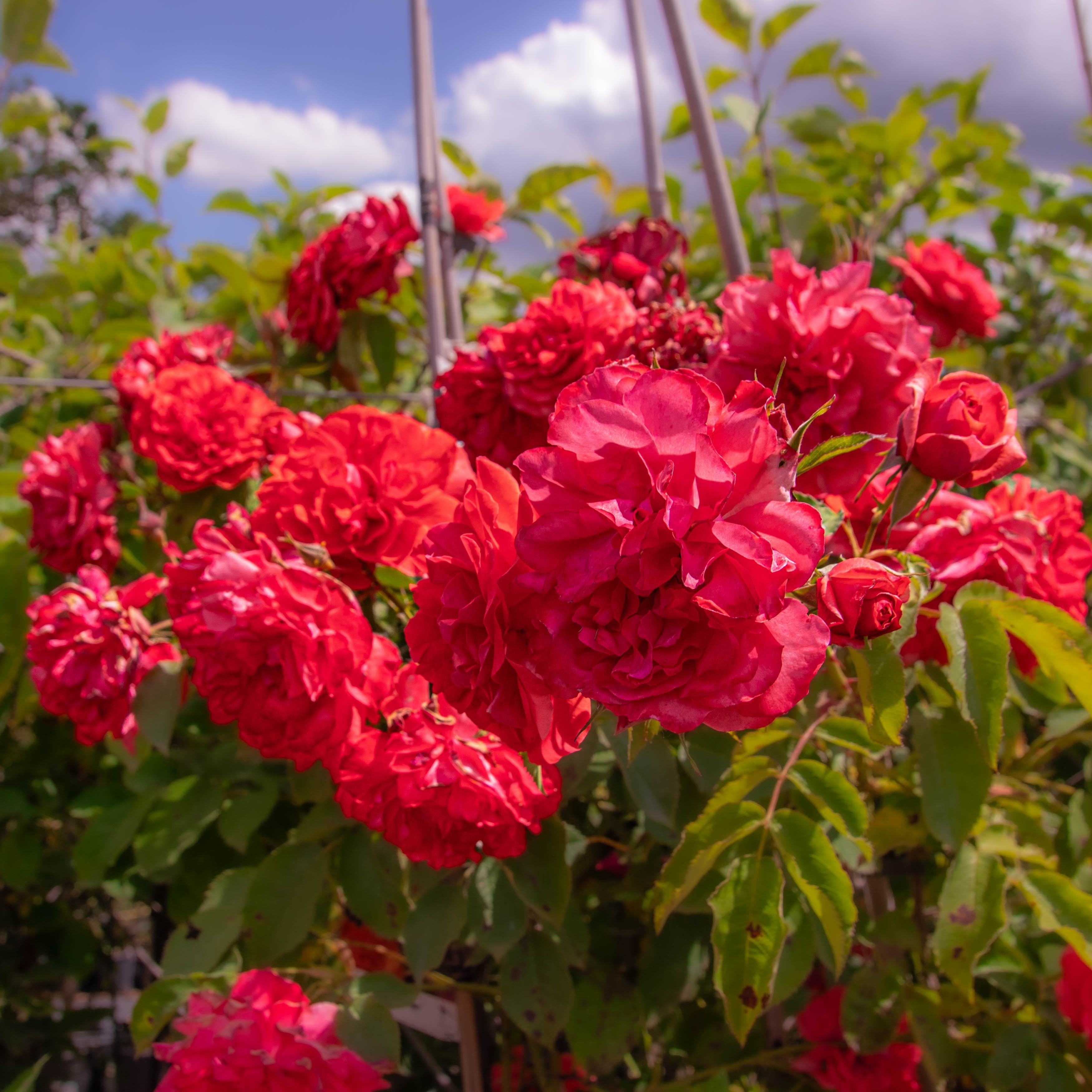 Large 6-7ft Specimen Climbing Rose - Rose Uetersens Rosenprinzessin ...