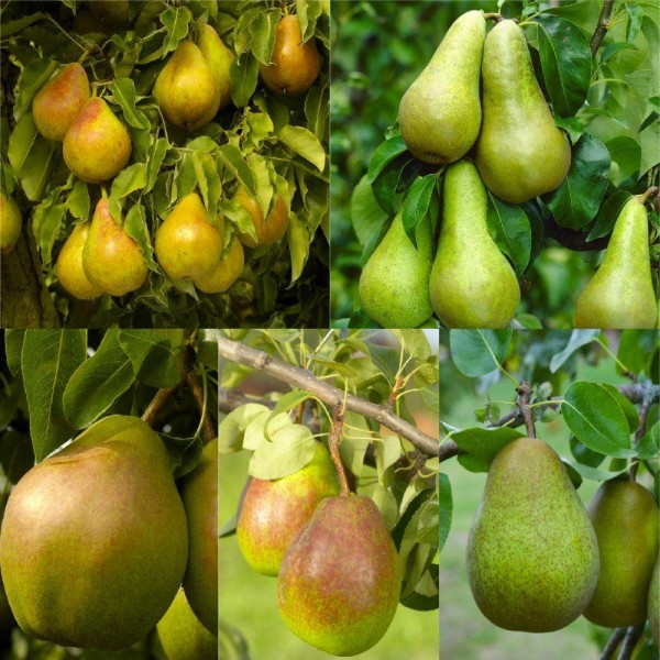 Pear Trees