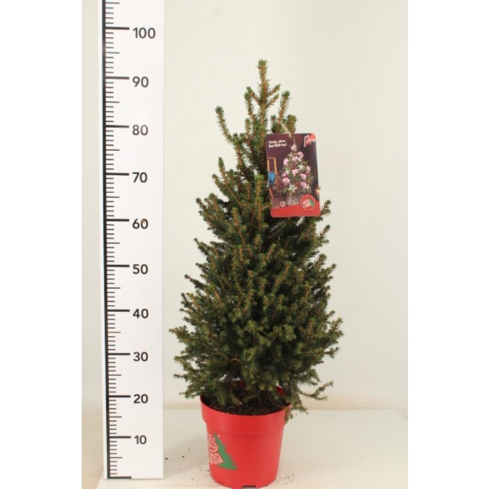 Fresh 'Little Santa' Christmas Tree - 100cm Potted Spruce
